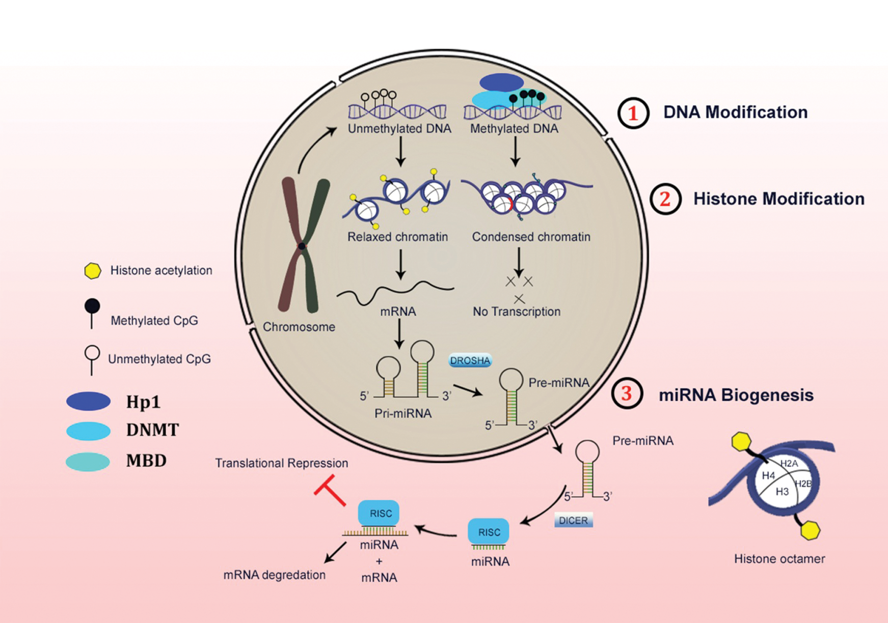 Epigenetic regulation−The guardian of cellular homeostasis and lineage ...