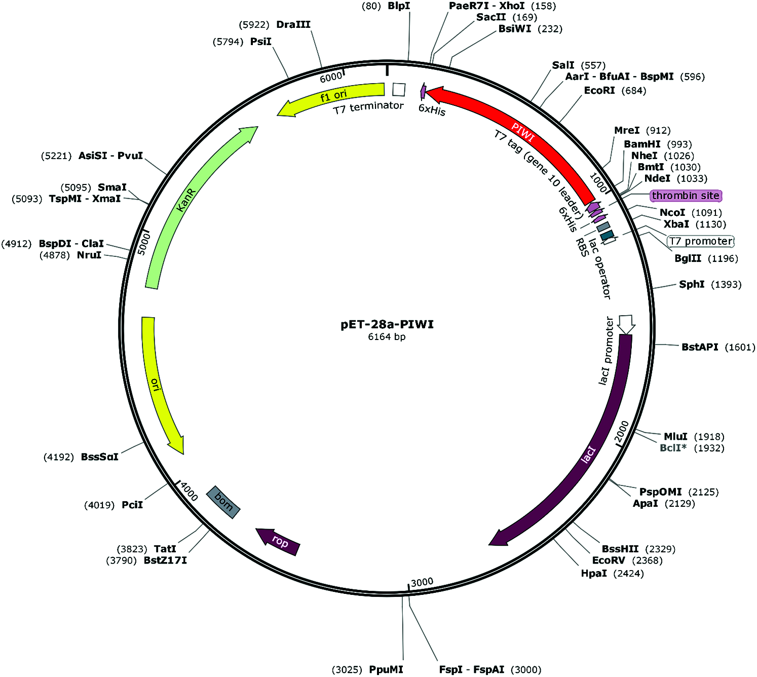 Characterization of endogenous nucleic acids that bind to NgAgo in ...