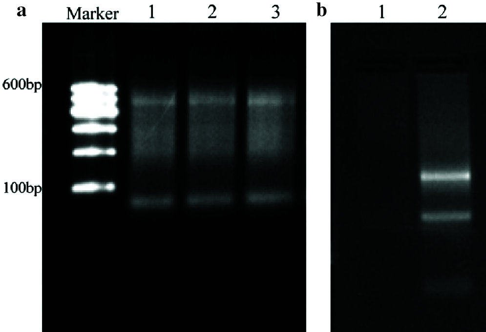 Characterization of endogenous nucleic acids that bind to NgAgo in Natronobacterium gregoryi sp2 ...