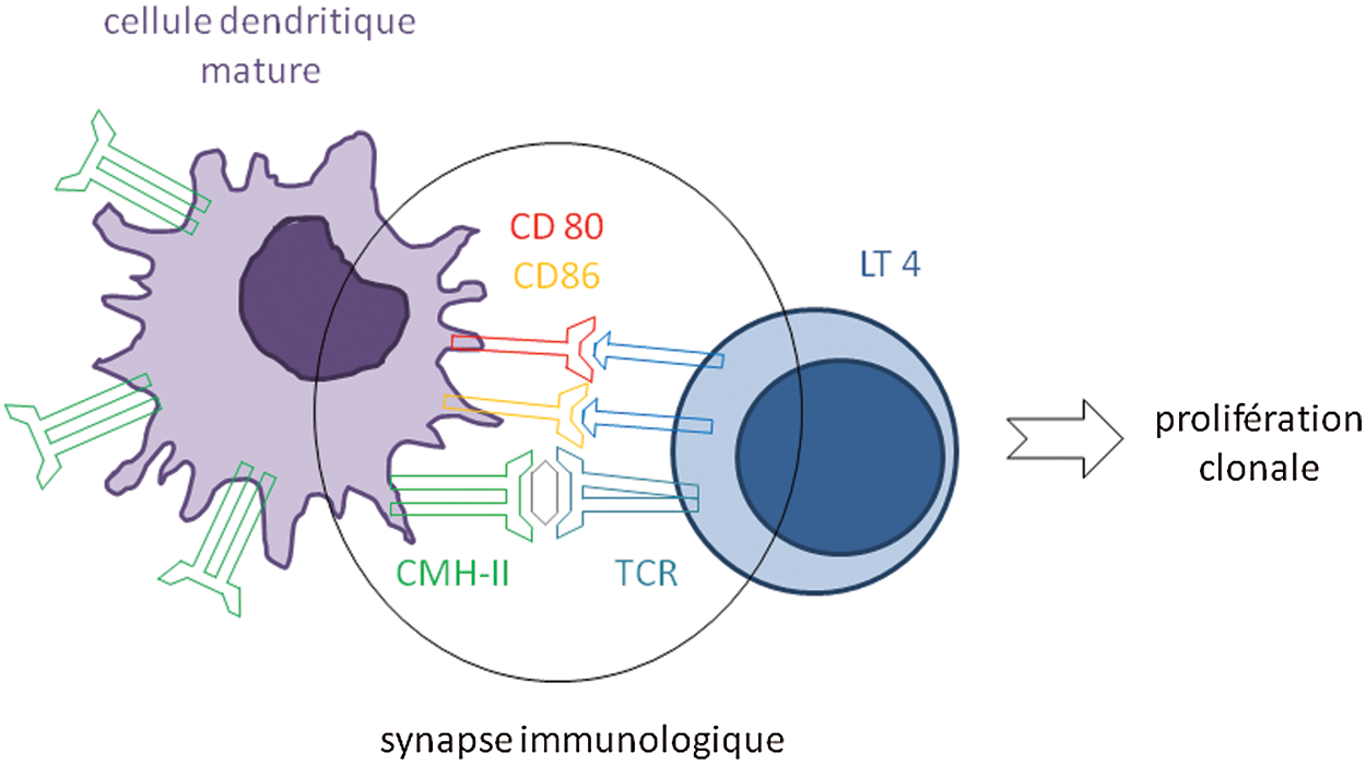 Fondamentaux de l’immunologie des Cancers Digestifs (Gastriques et ...