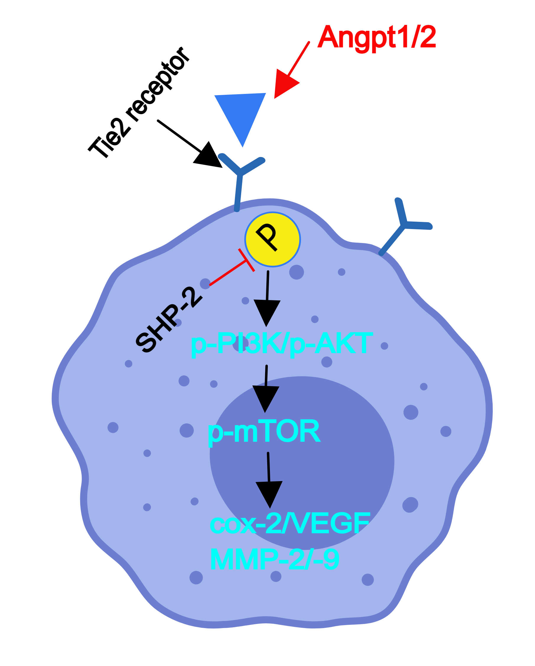 OR | Free Full-Text | Macrophage-derived SHP-2 inhibits the metastasis ...