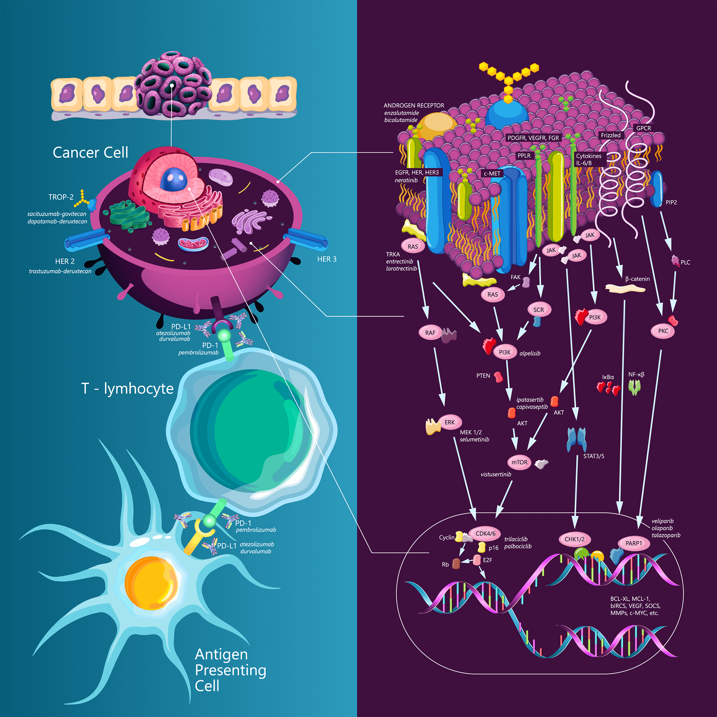 OR | Free Full-Text | Targeting triple-negative breast cancer: A ...