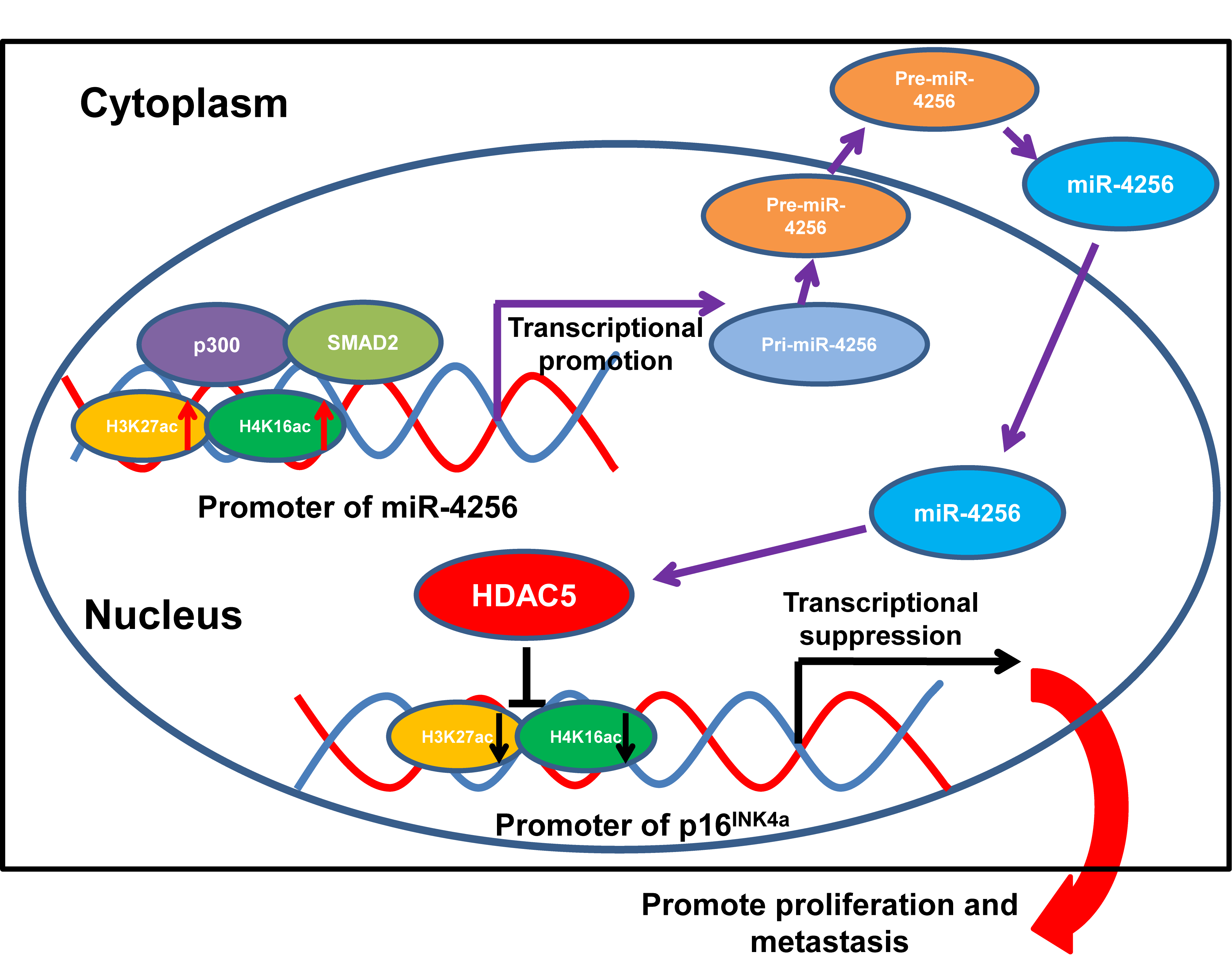 OR | Free Full-Text | The SMAD2/miR-4256/HDAC5/p16 INK4a signaling axis ...