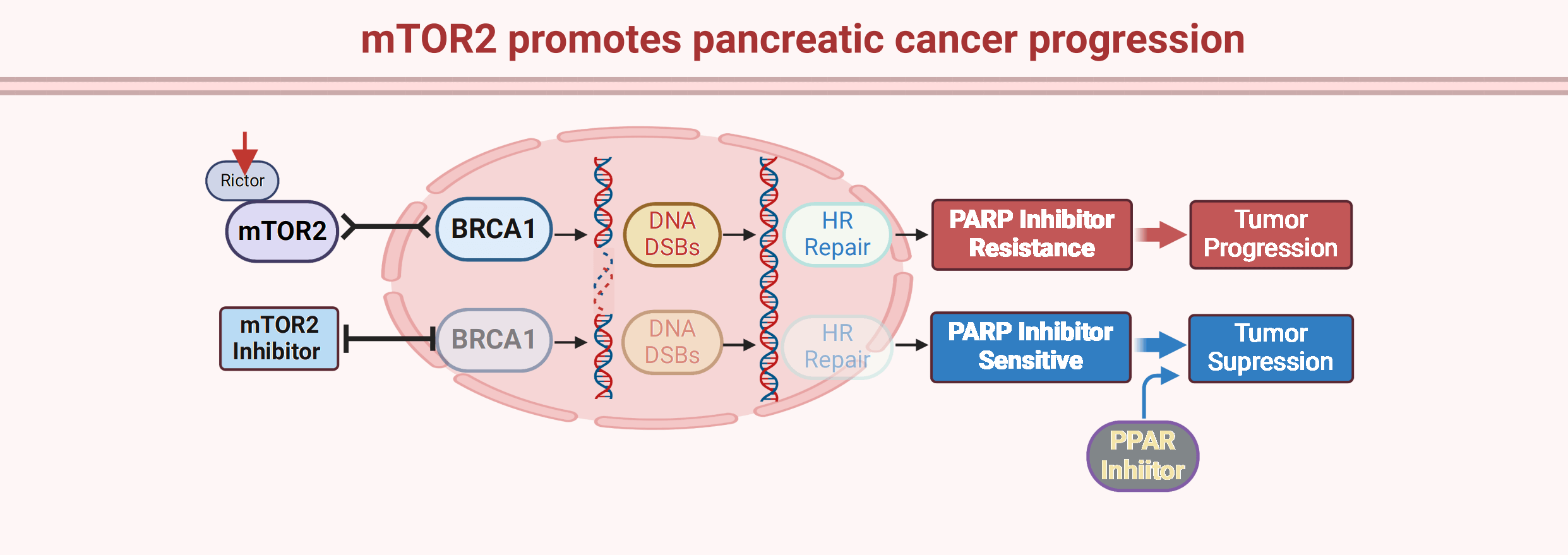 OR | Free Full-Text | mTORC2 promotes pancreatic cancer progression and ...