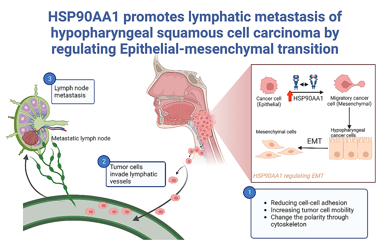 OR | HSP90AA1 promotes lymphatic metastasis of hypopharyngeal squamous ...
