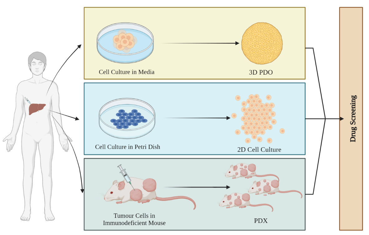OR | Mini-organs with big impact: Organoids in liver cancer studies