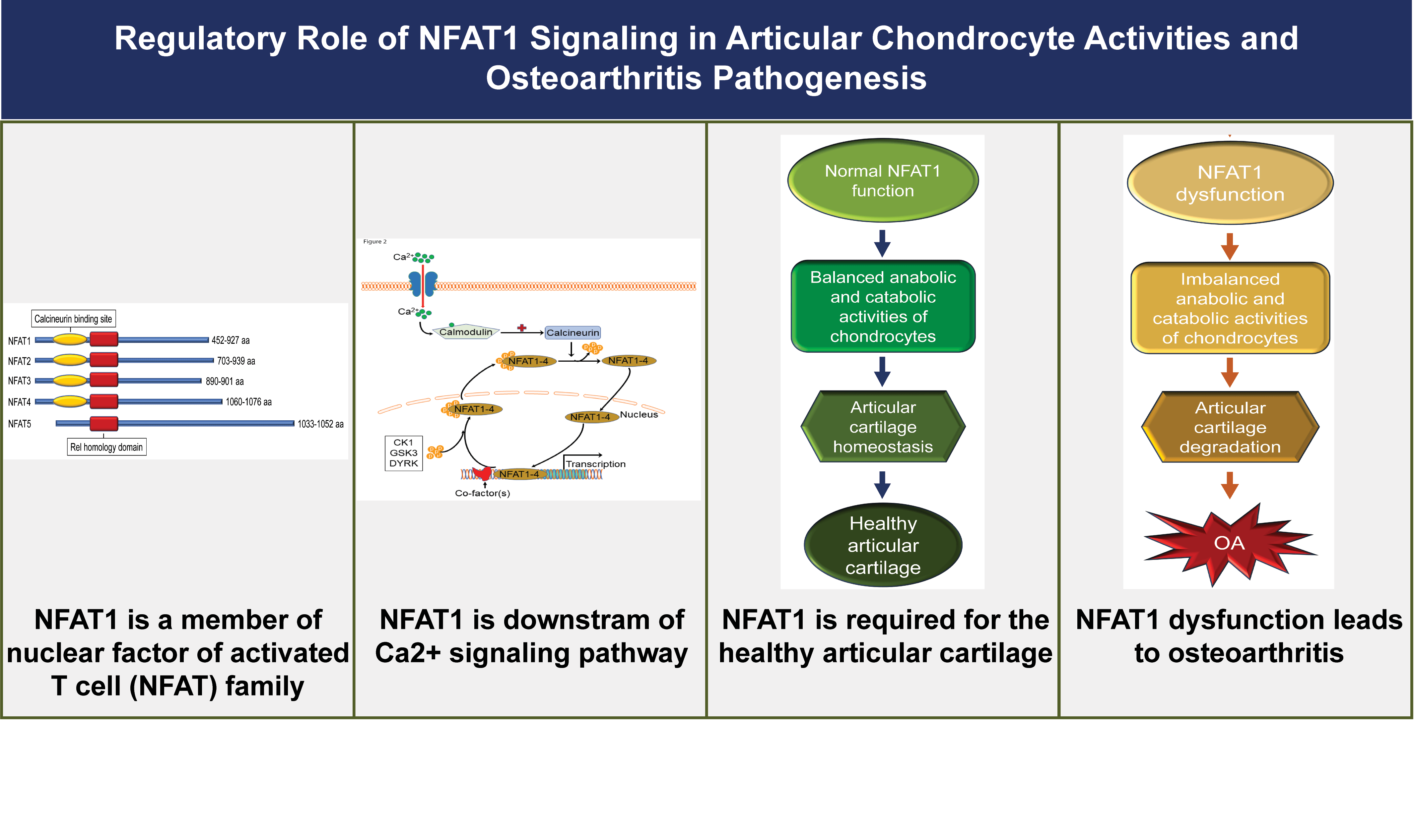 BIOCELL | Regulatory role of NFAT1 signaling in articular chondrocyte ...